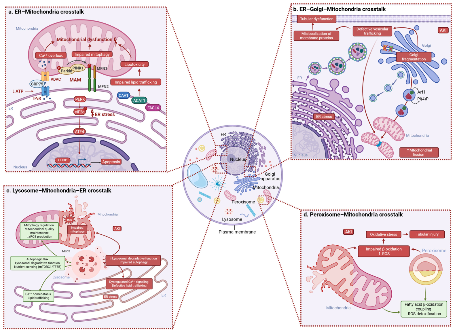 Organelle Crosstalk in Renal Cells: Insights from Cell Biology and ...