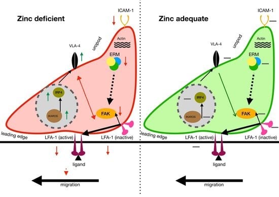 The Impact of Zinc on T Cell Motility and the Immunological Synapse