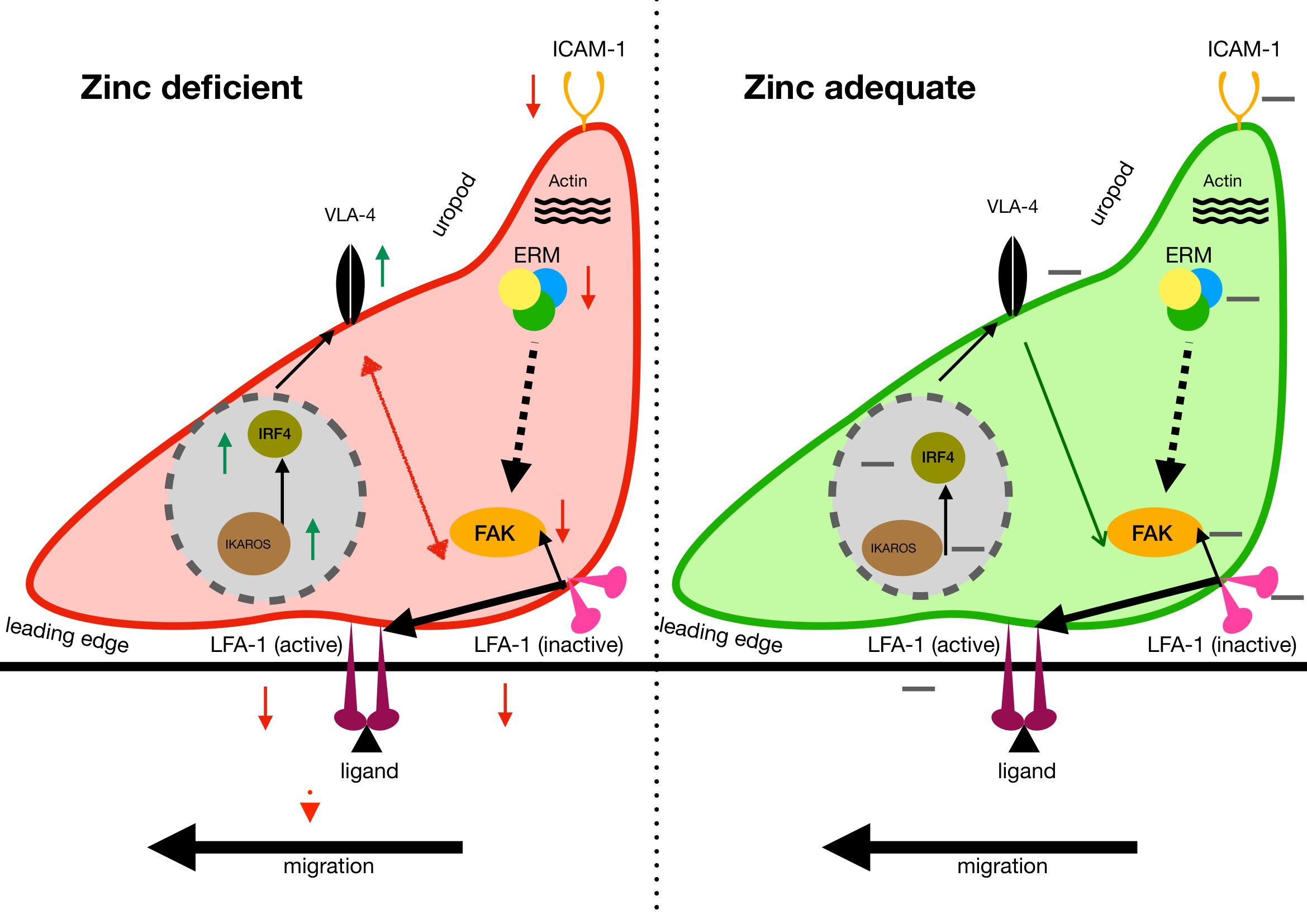 The Impact of Zinc on T Cell Motility and the Immunological Synapse