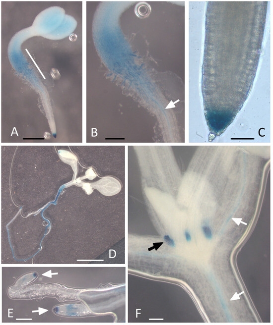 SNc Nuclease Genes AtCAN1 and AtCAN2 Are Expressed in Programmed Cell ...