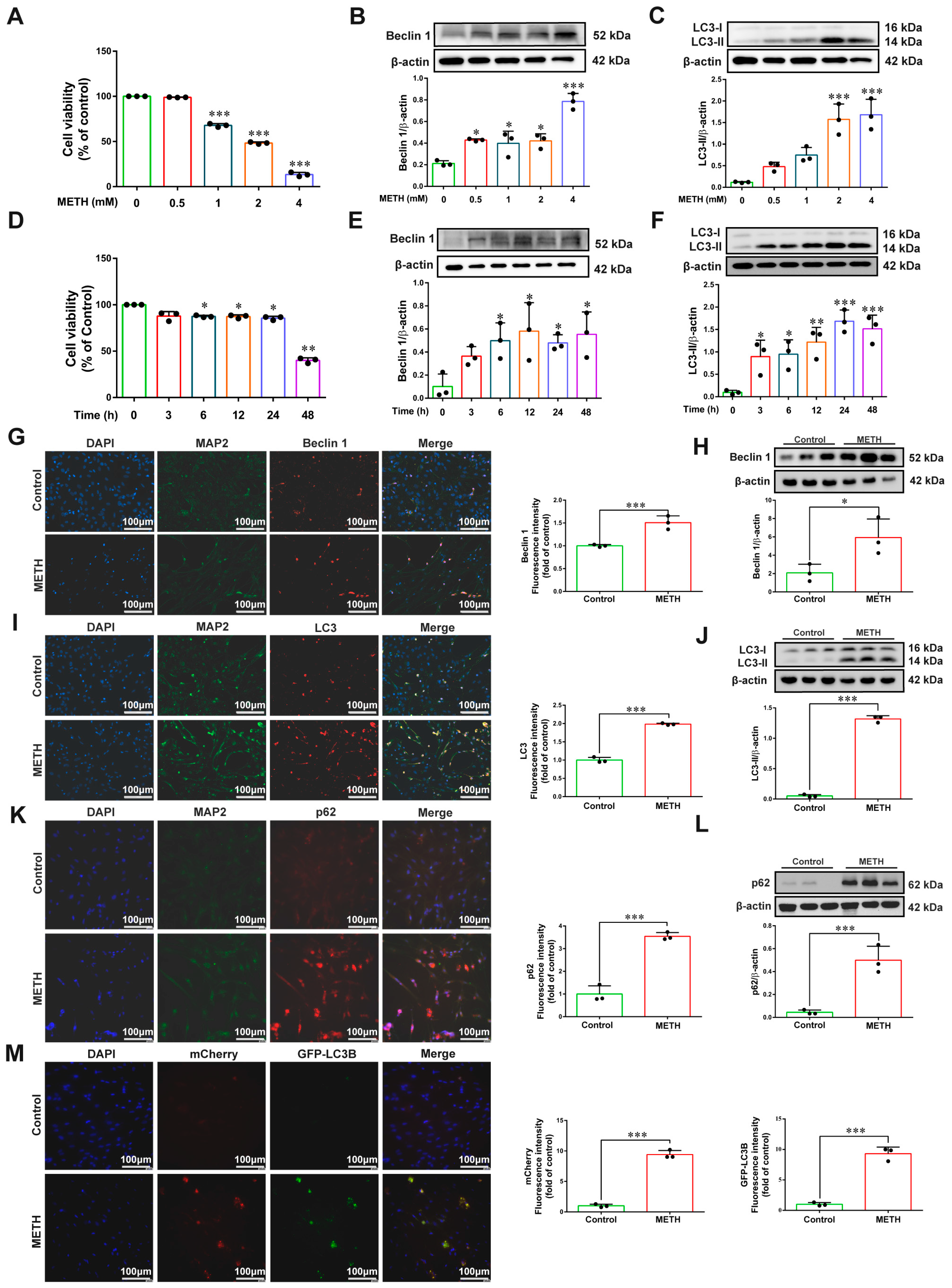 Cannabidiol Attenuates Methamphetamine-Induced Autophagy in Primary Rat ...