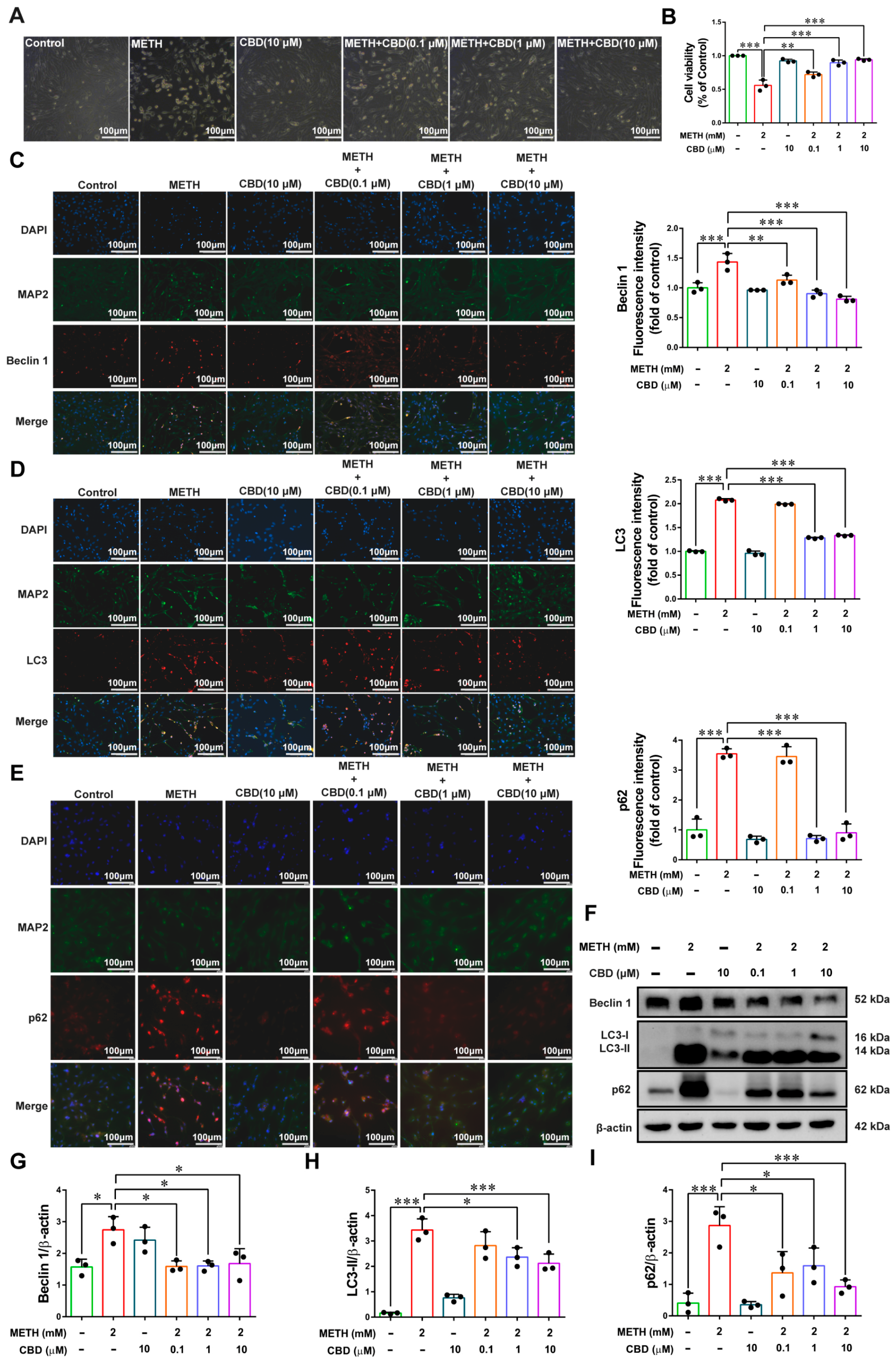 Cannabidiol Attenuates Methamphetamine-Induced Autophagy in Primary Rat ...