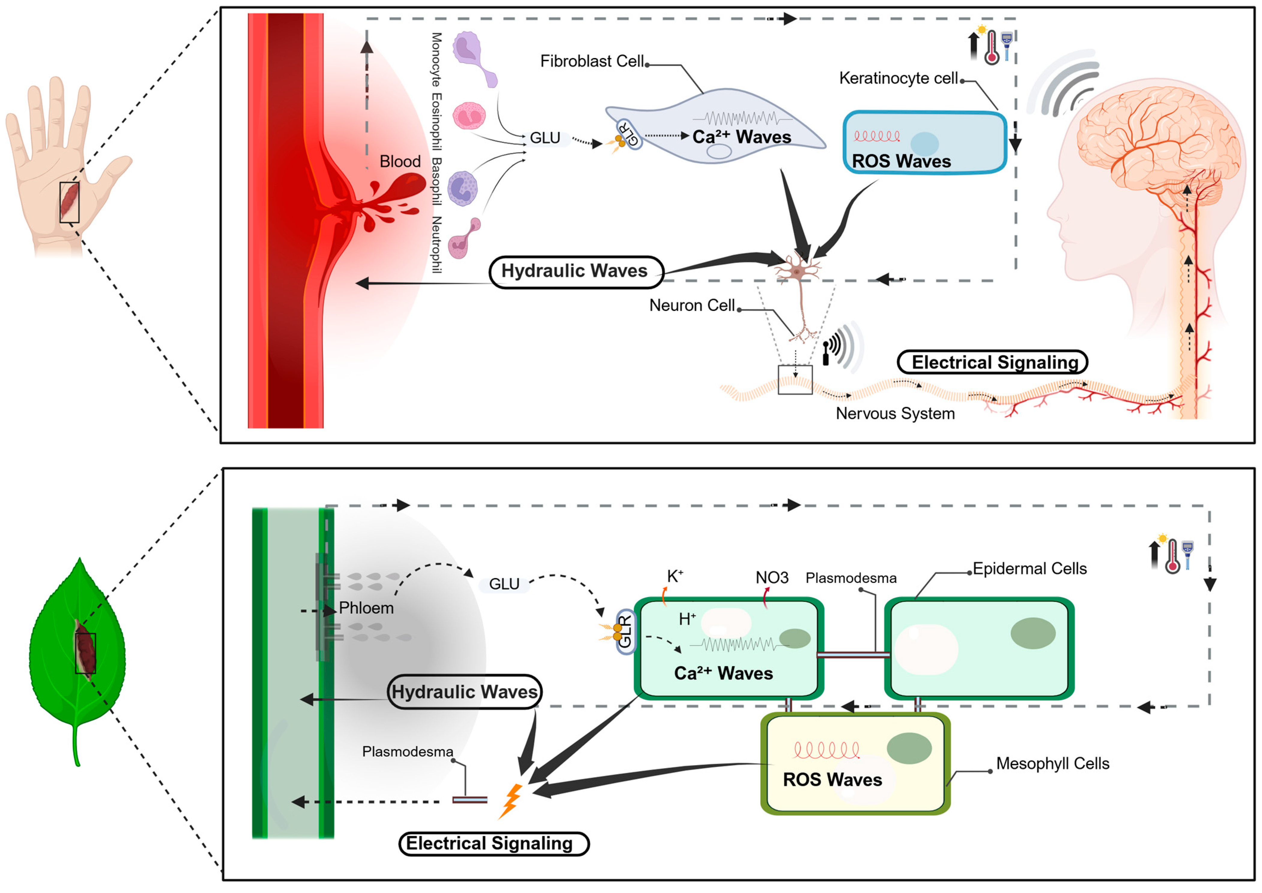Comparative Wound Healing Processes in Plants and Animals: Bioinspired ...