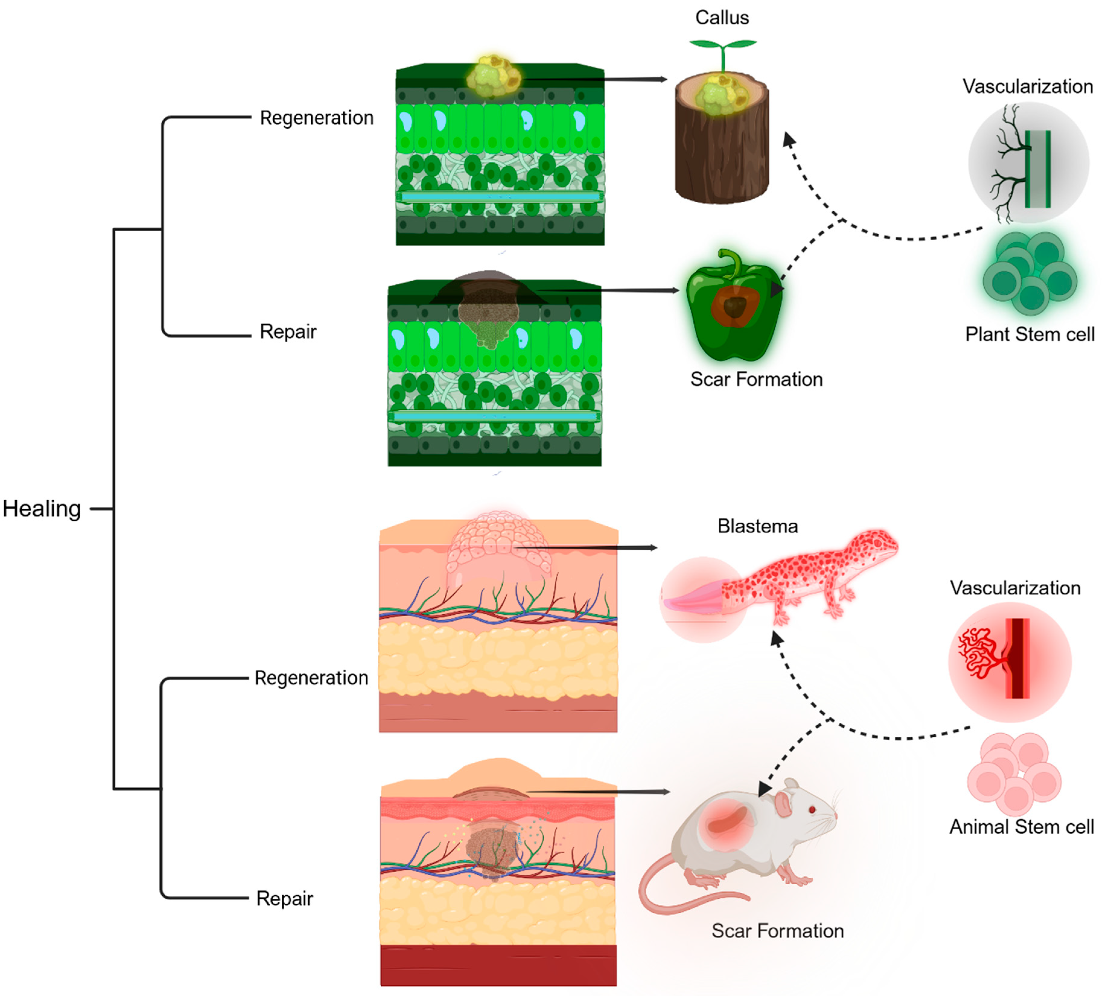 Comparative Wound Healing Processes in Plants and Animals: Bioinspired ...