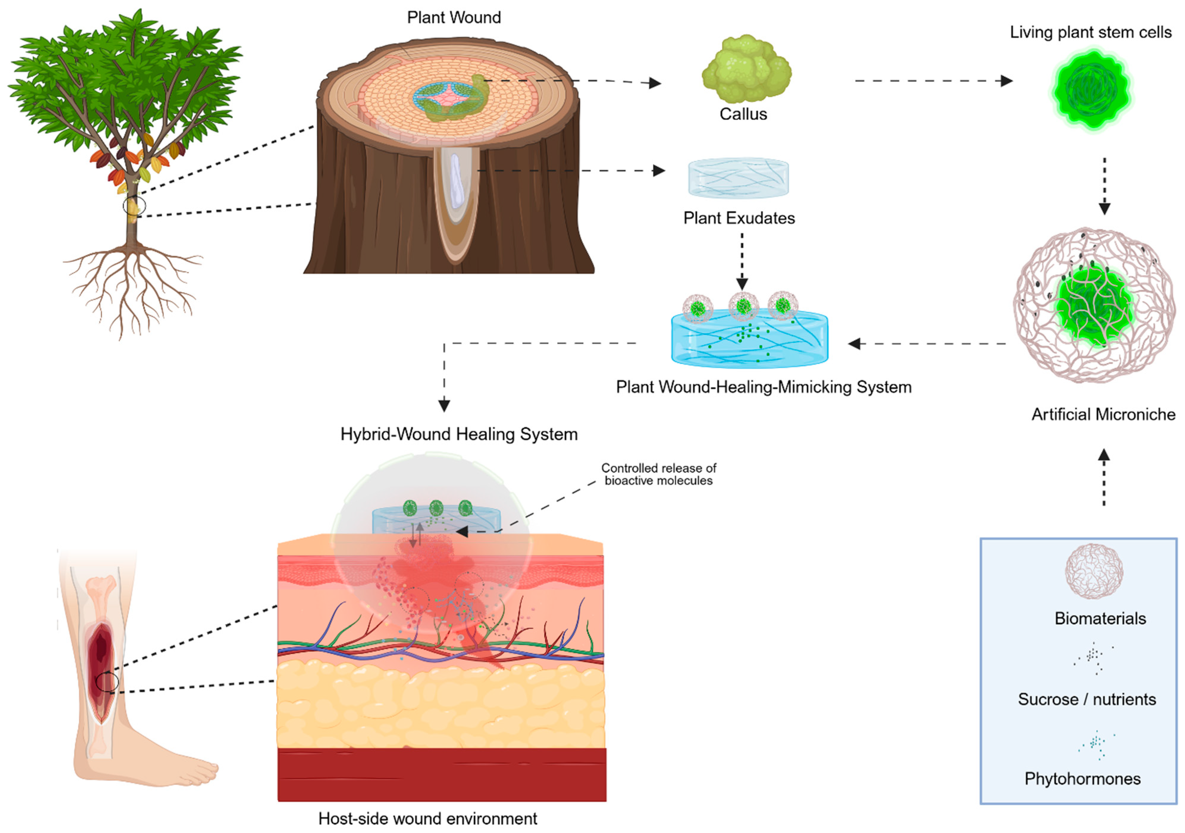 Comparative Wound Healing Processes in Plants and Animals: Bioinspired ...