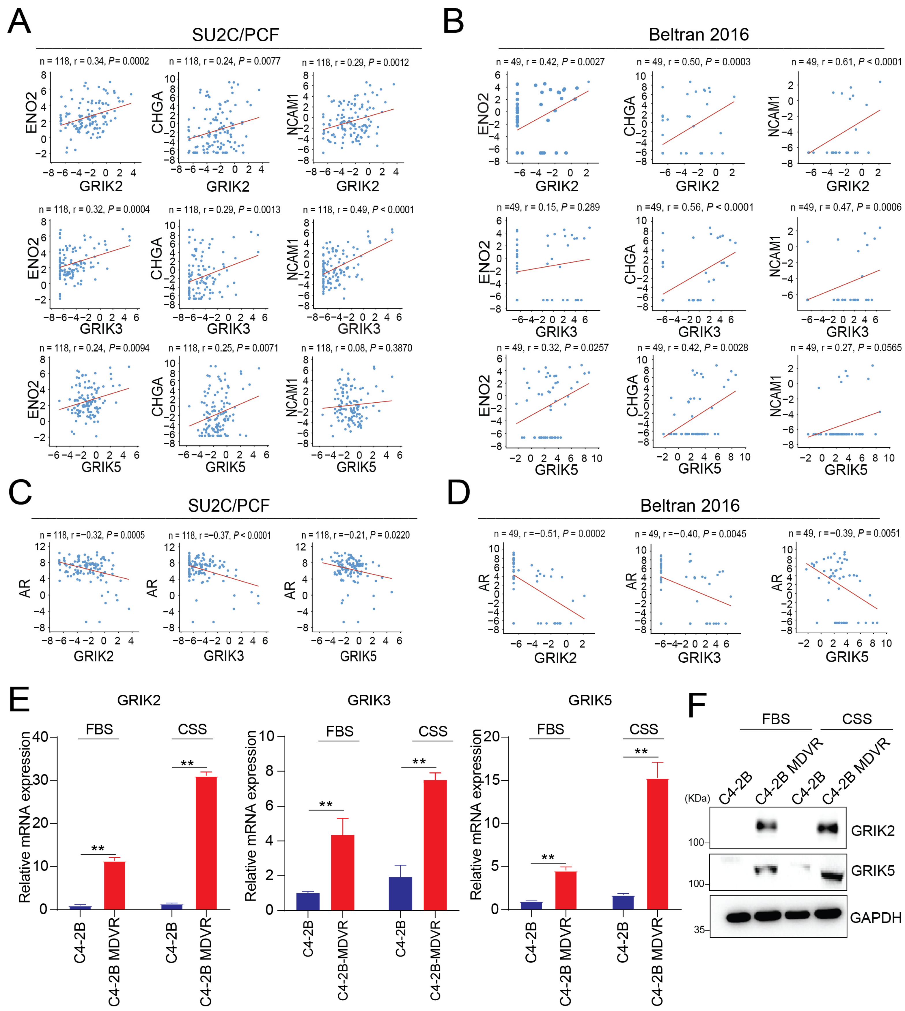 Glutamate Ionotropic Kainate Receptors as Therapeutic Targets in ...