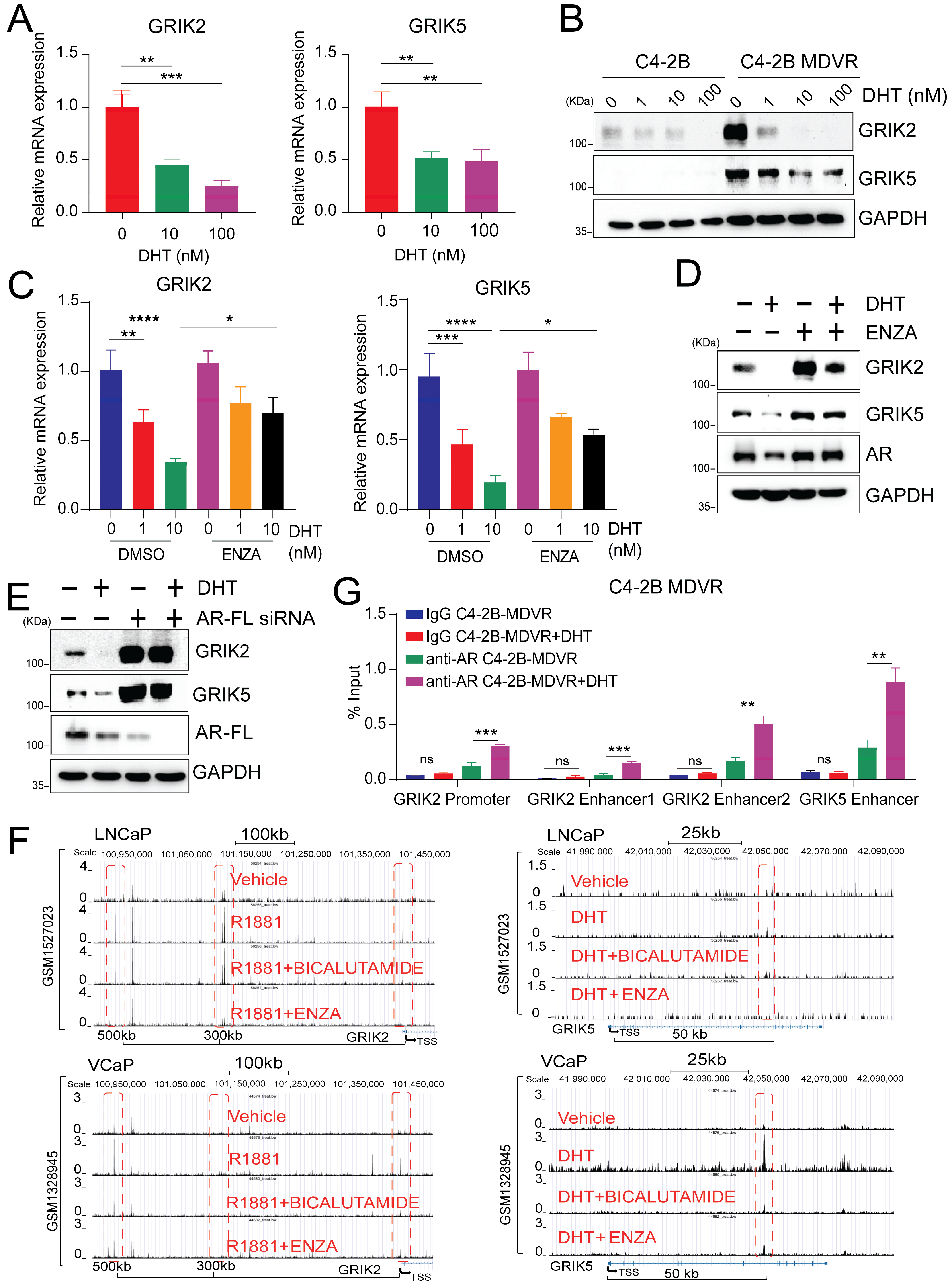 Glutamate Ionotropic Kainate Receptors as Therapeutic Targets in ...