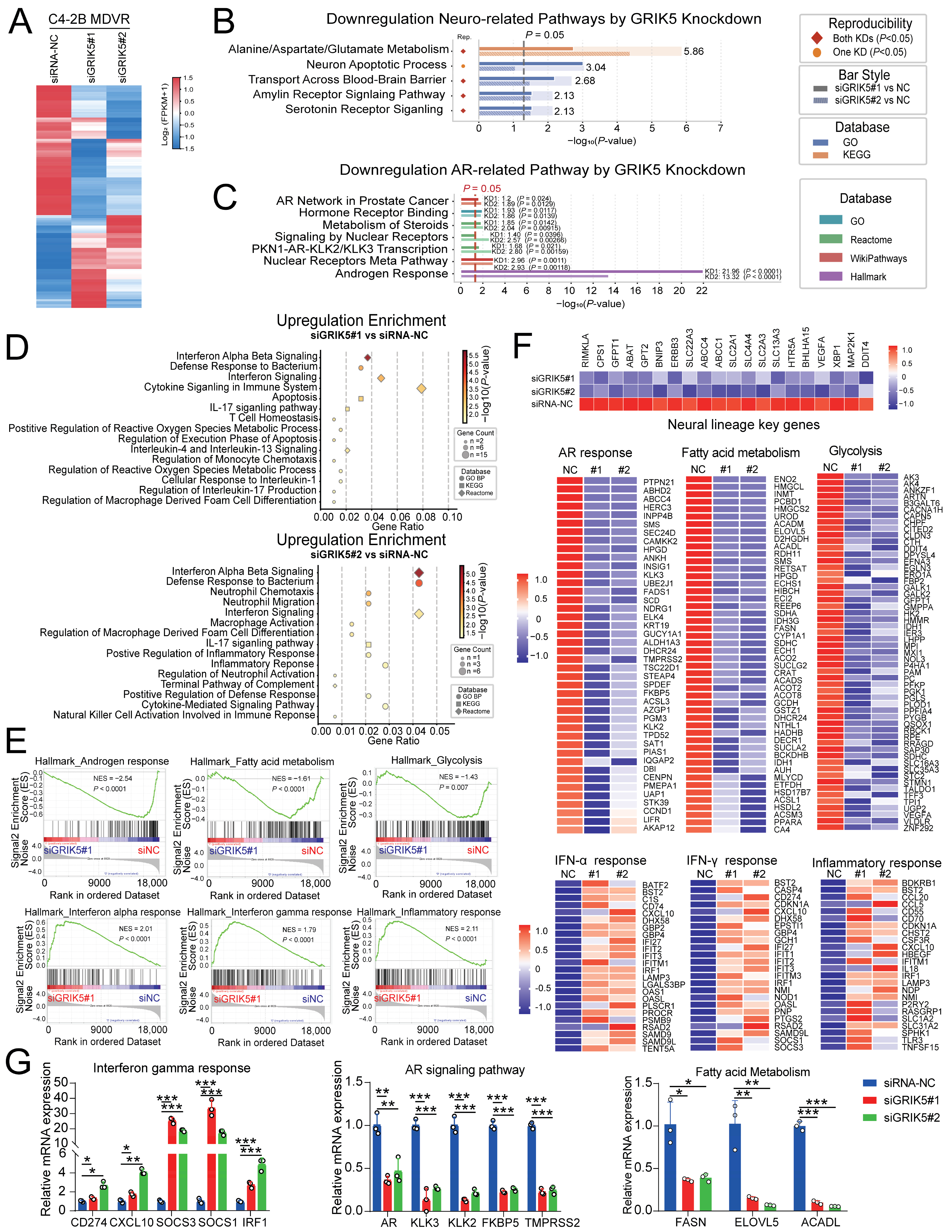 Glutamate Ionotropic Kainate Receptors as Therapeutic Targets in ...