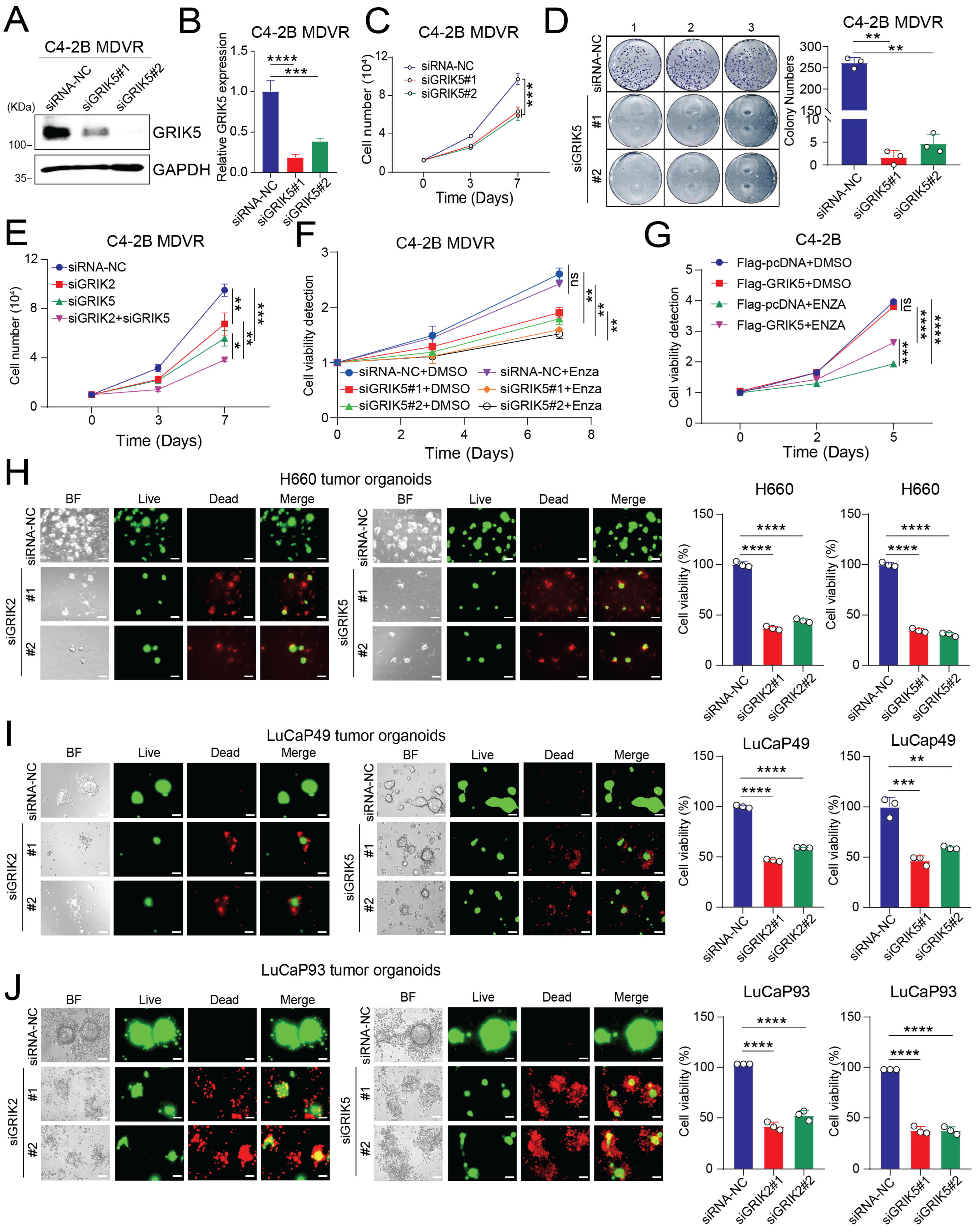 Glutamate Ionotropic Kainate Receptors as Therapeutic Targets in ...