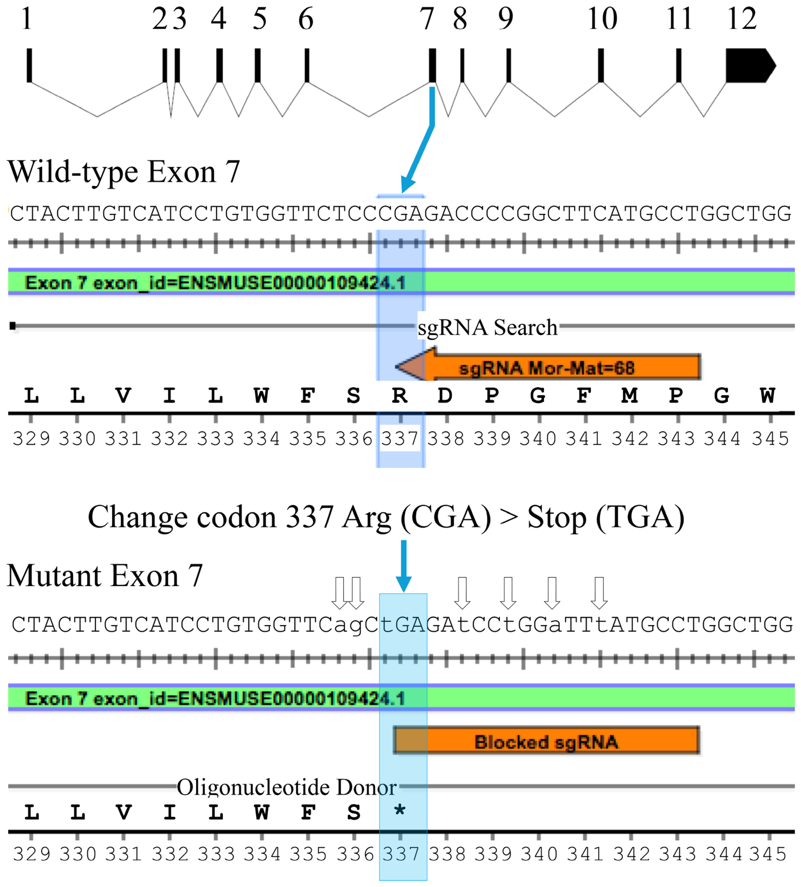 Citrate Transporter NaCT and Enamel Mineralization: The Slc13a5R337 ...