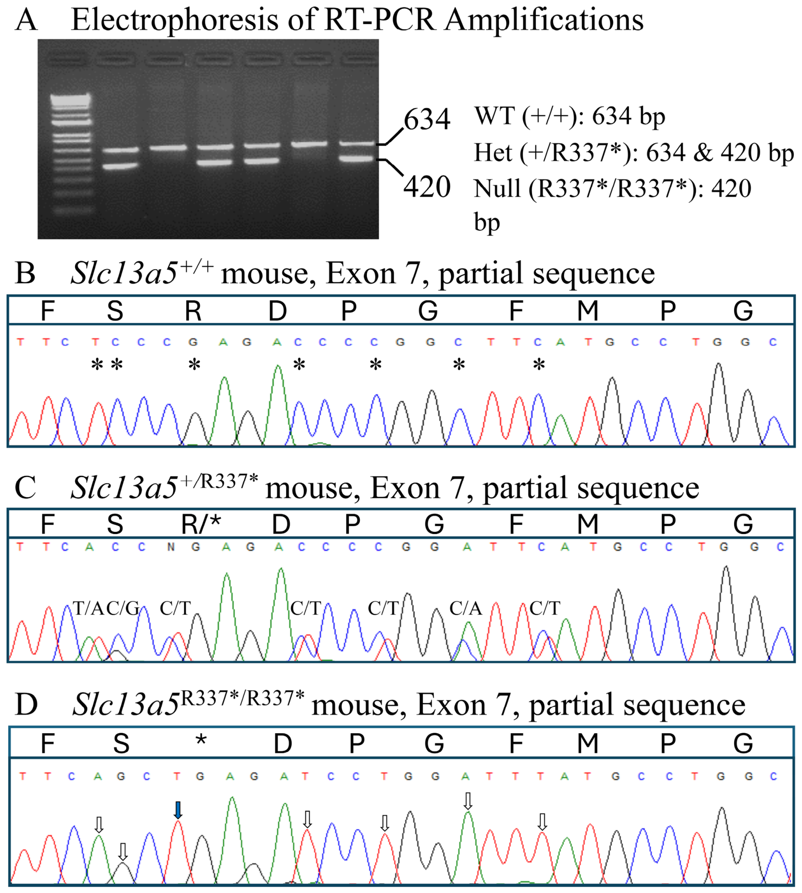Citrate Transporter NaCT and Enamel Mineralization: The Slc13a5R337 ...