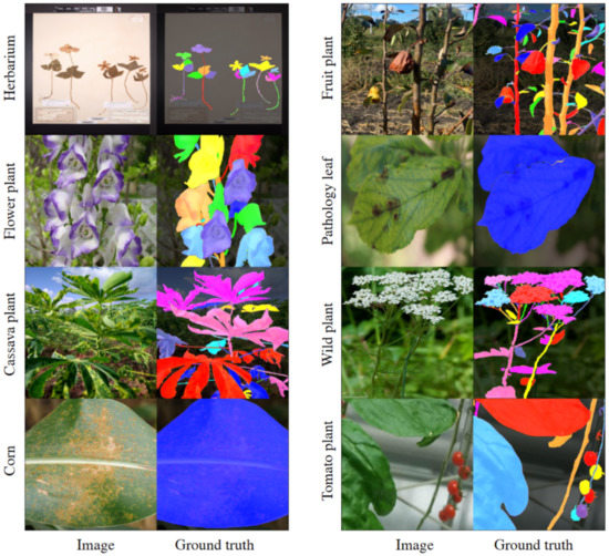 Enabling Multi-Part Plant Segmentation with Instance-Level Augmentation ...