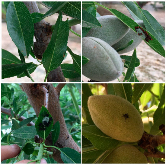 Characterizing Brown Marmorated Stink Bug Injury in Almond, a New Host ...