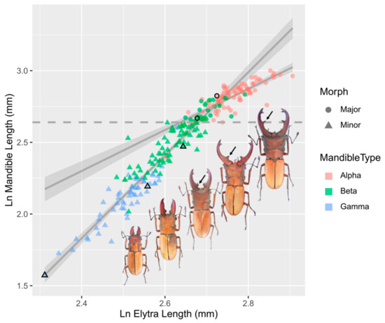 Allometry and Fighting Behaviour of a Dimorphic Stag Beetle Cyclommatus ...