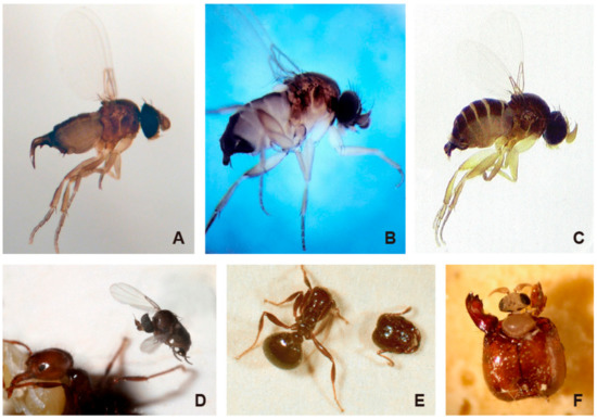 Biology of Pseudacteon Decapitating Flies (Diptera: Phoridae) That ...