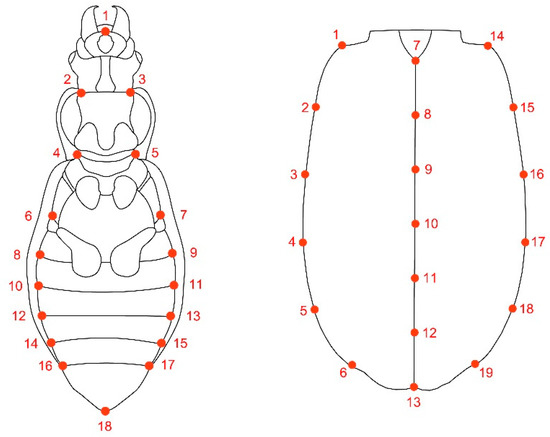 Measuring the Inter and Intraspecific Sexual Shape Dimorphism and Body ...