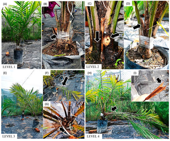 Physical and Physiological Monitoring on Red Palm Weevil-Infested Oil Palms