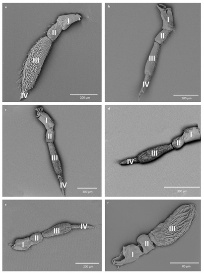 Comparative Study of Antennal Sensilla of Corixidae and Micronectidae ...