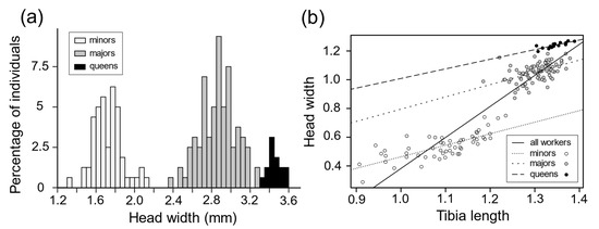 Sociogenetic Organization of the Red Honey Ant (Melophorus bagoti)