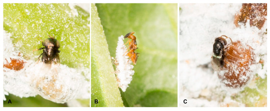 Investigating the Parasitoid Community Associated with the Invasive ...
