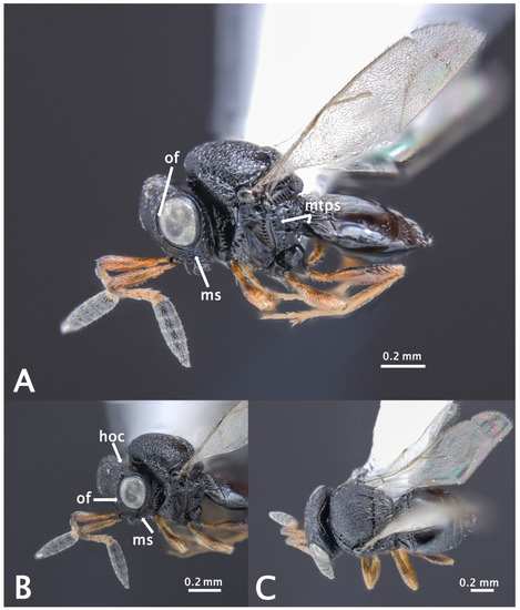First Detection of the Adventive Egg Parasitoid of Halyomorpha halys ...