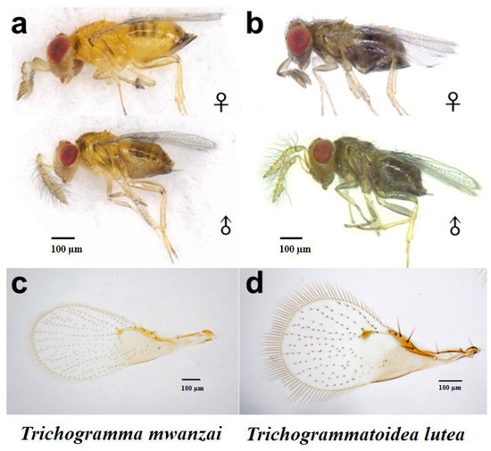 Performance of Two Trichogrammatid Species from Zambia on Fall Armyworm ...