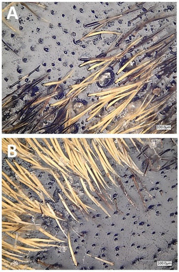 Identification of Pheromone Components of Plagionotus detritus ...