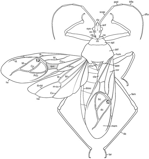 Revision and Phylogenetic Analysis of the Genus Phonoctonus Stål, 1853 ...