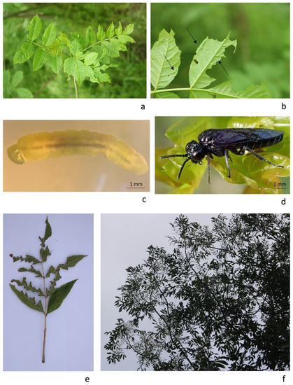 First Report of the Ash Sawfly, Tomostethus nigritus, Established on ...