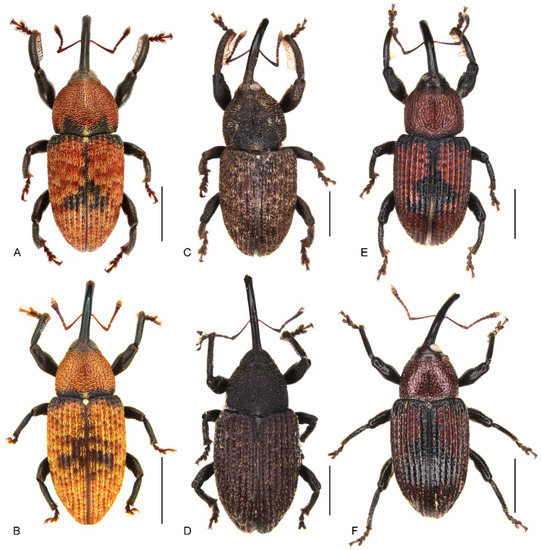Taxonomic Revision of the Genus Miltotranes Zimmerman, 1994 (Coleoptera ...