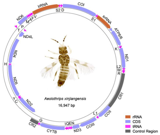 Positive Correlation of the Gene Rearrangements and Evolutionary Rates ...