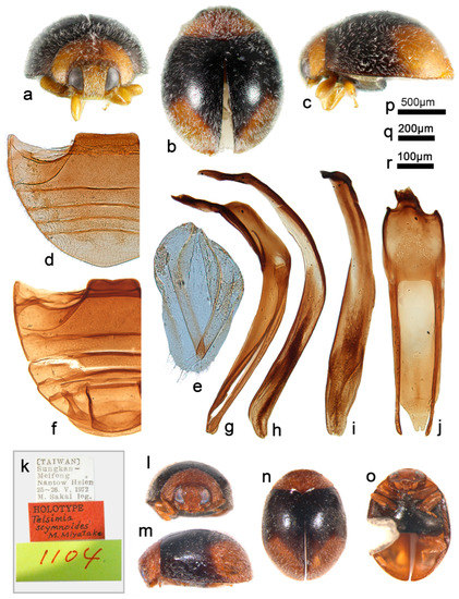 A Taxonomic Review of the Genus Telsimia Casey (Coleoptera ...