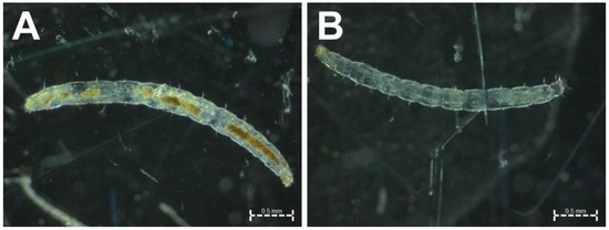 Cost-Effective PCR-Based Identification of Tunga penetrans ...