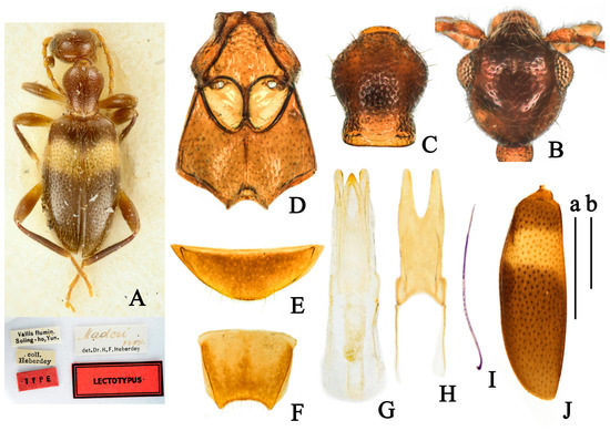 Furcanthicus gen. nov., a New Genus of Oriental Anthicini (Coleoptera ...