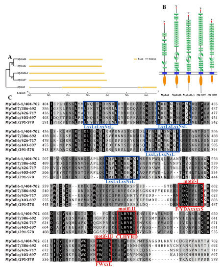 Characterization and Functional Analysis of Toll Receptor Genes during ...