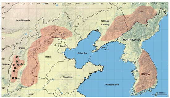 Diversity of Pholcus Spiders (Araneae: Pholcidae) in China’s Lüliang ...