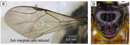 Phylogenetic and Morphological Characteristics Reveal Cryptic ...