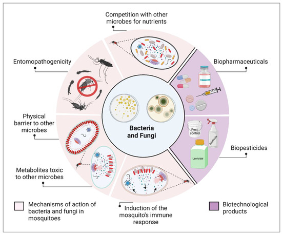 Biotechnological Potential of Microorganisms for Mosquito Population ...