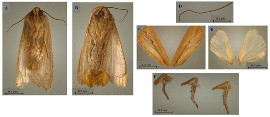 Insects | An Open Access Journal from MDPI
