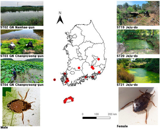 Genetic Attributes and Conservation of an Endangered Giant Water Bug ...