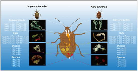 Exploring Bacterial Communities and Functions in Phytophagous ...