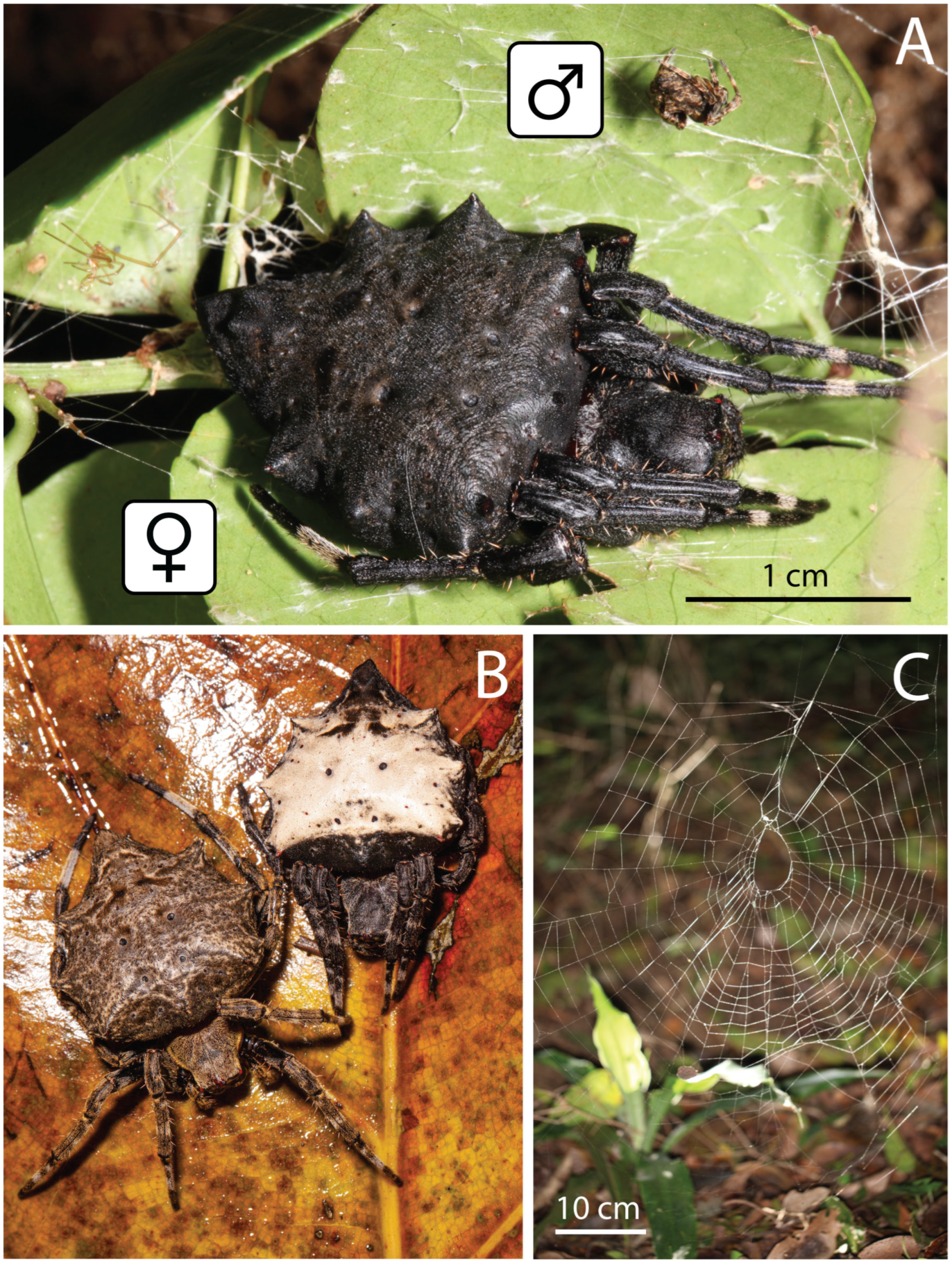 Taxonomy, Phylogeny, and Size Evolution in the Spider Genus Megaraneus ...