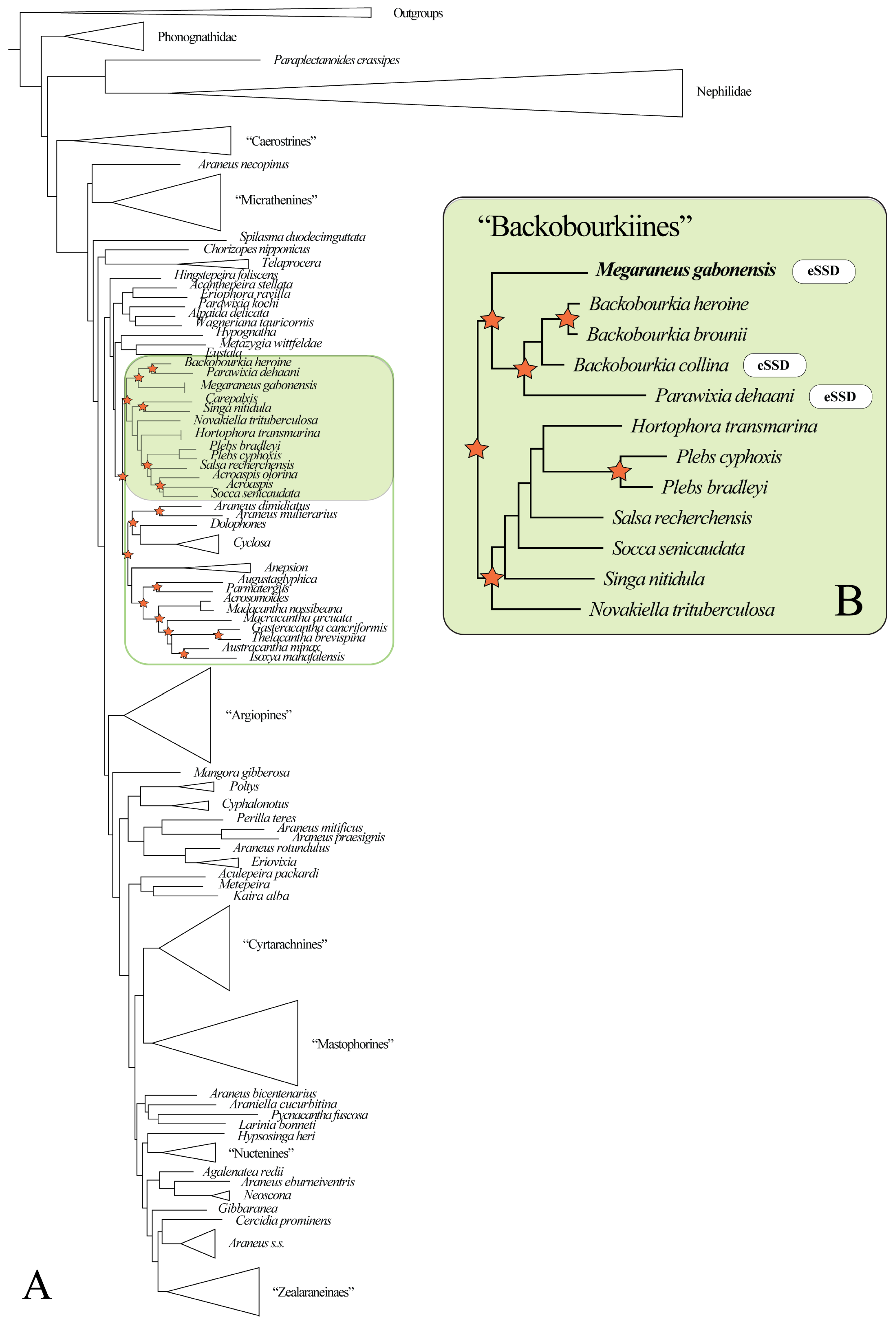Taxonomy, Phylogeny, and Size Evolution in the Spider Genus Megaraneus ...