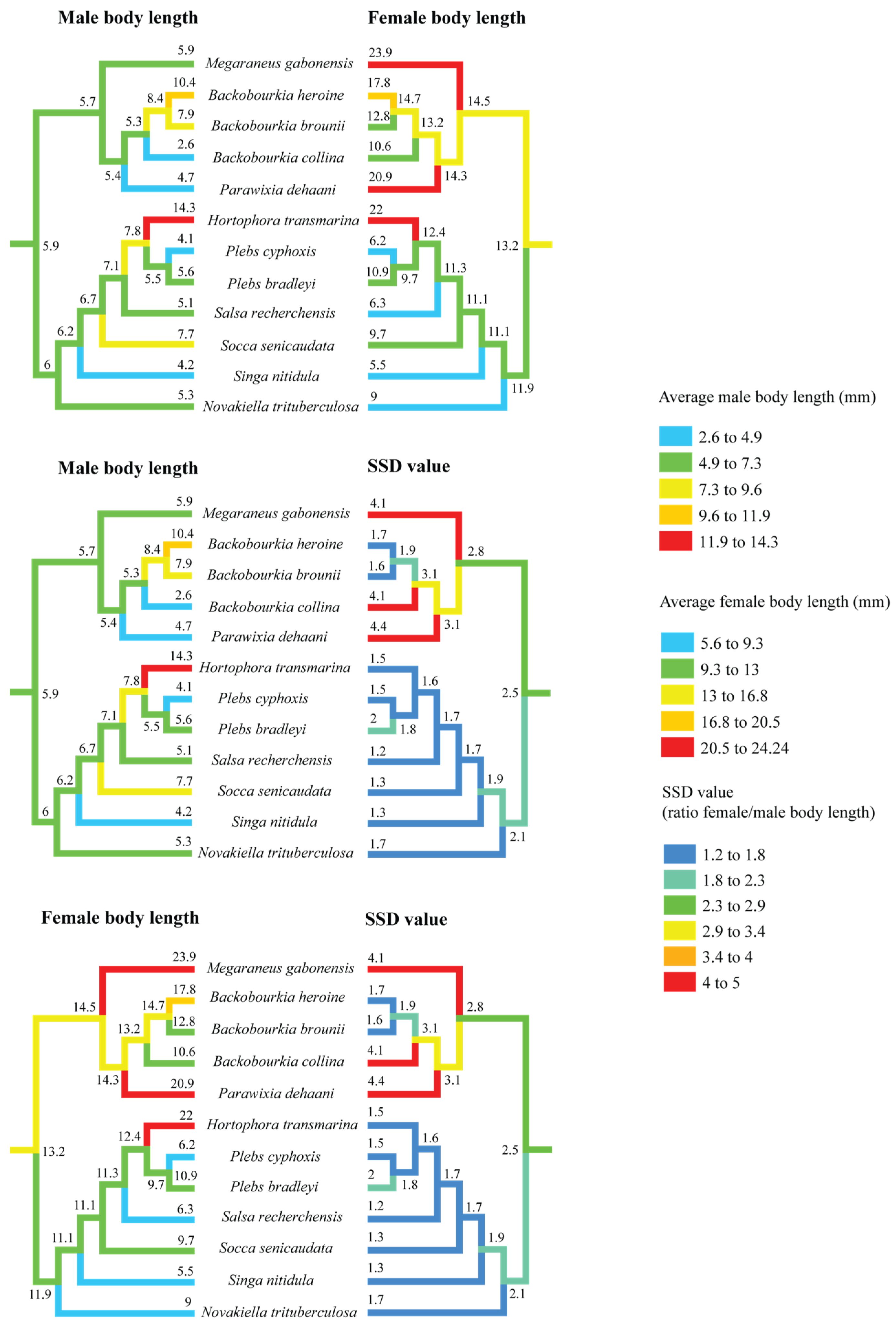 Taxonomy, Phylogeny, and Size Evolution in the Spider Genus Megaraneus ...