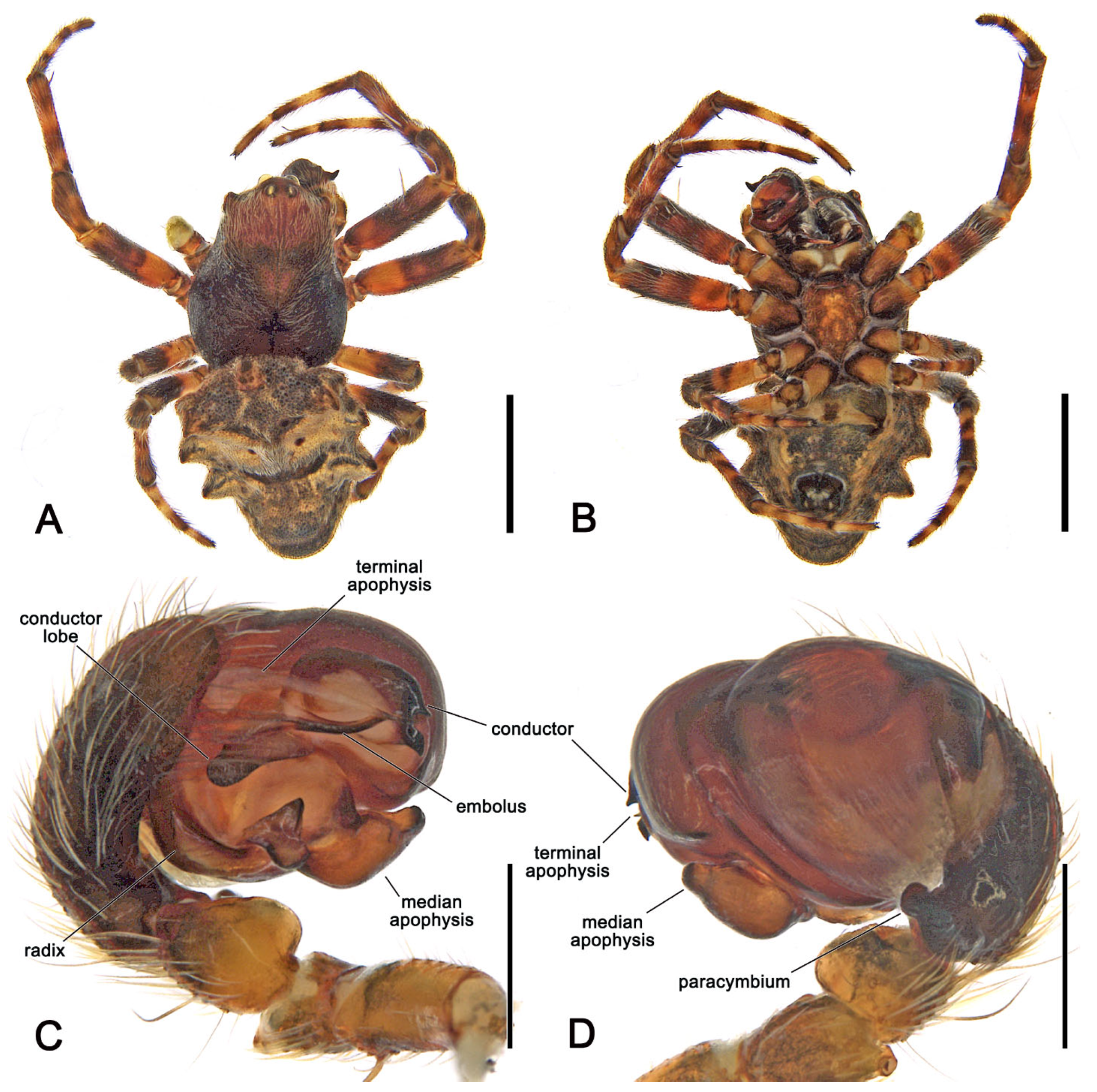 Taxonomy, Phylogeny, and Size Evolution in the Spider Genus Megaraneus ...