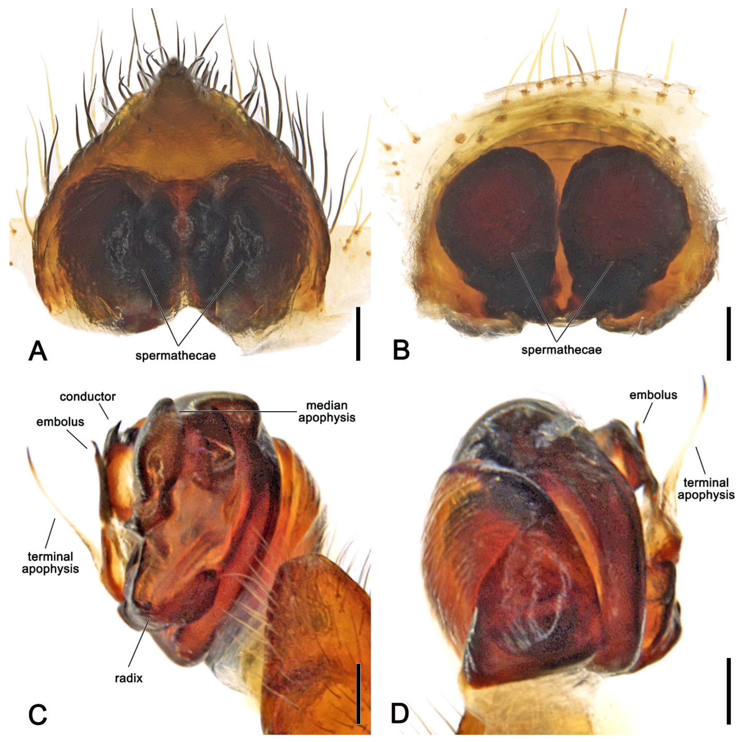 Taxonomy, Phylogeny, and Size Evolution in the Spider Genus Megaraneus ...