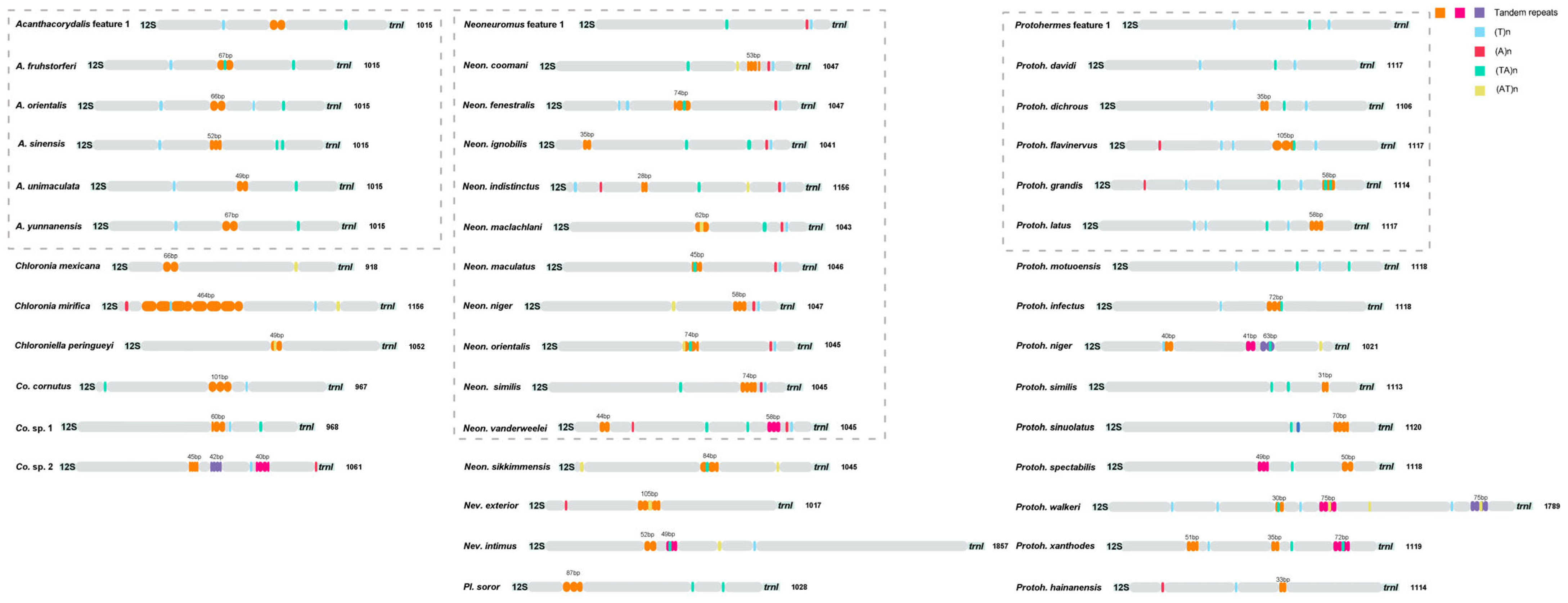 Mitogenomic Insights into Temperature Adaptation: A Comparative Study ...