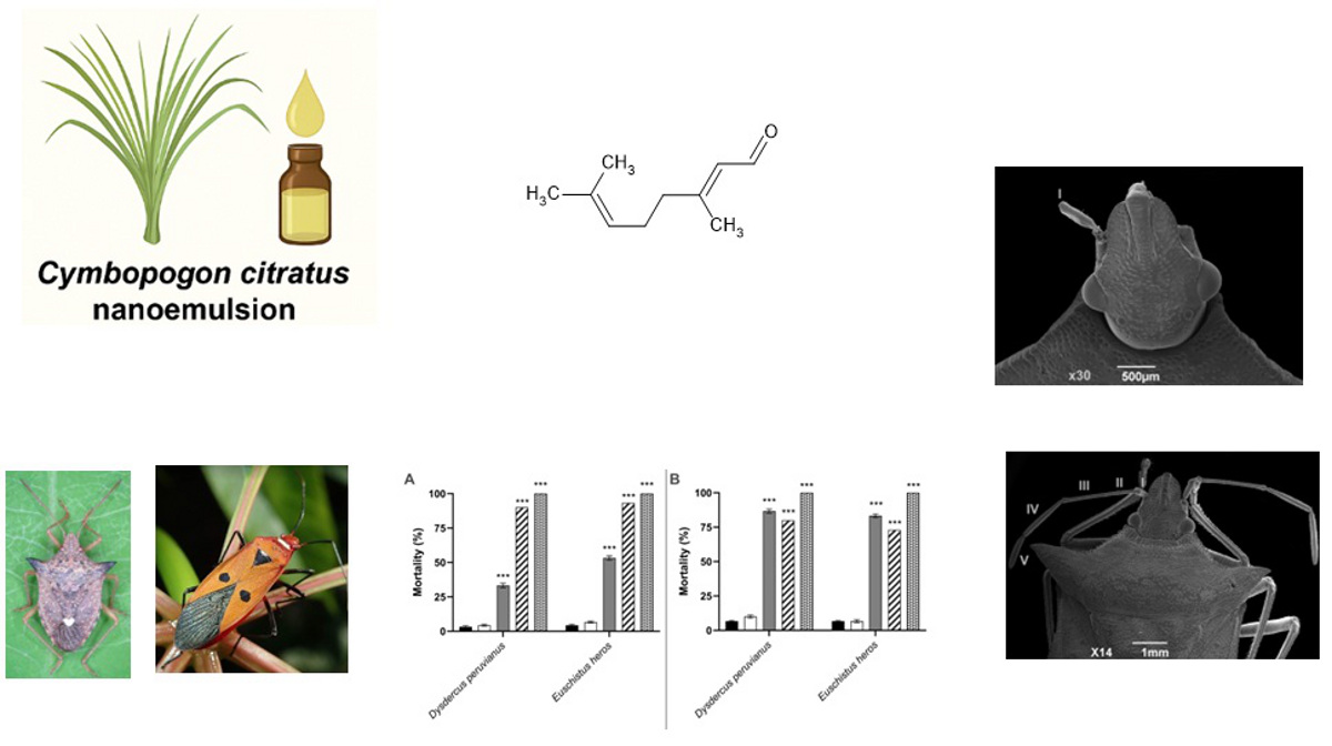 Insecticidal and Ovicidal Activity of Cymbopogon citratus Essential Oil ...