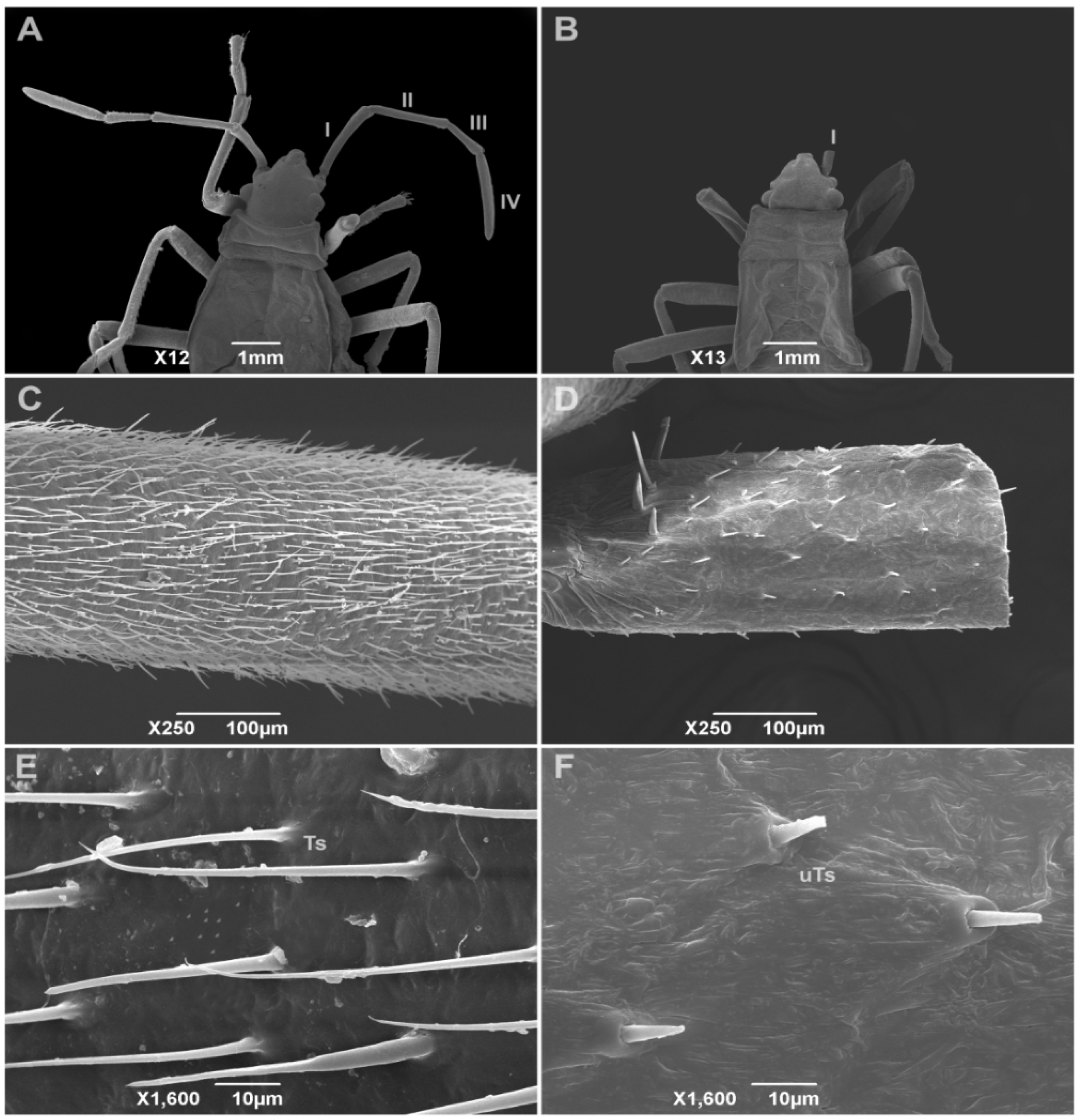 Insecticidal and Ovicidal Activity of Cymbopogon citratus Essential Oil ...