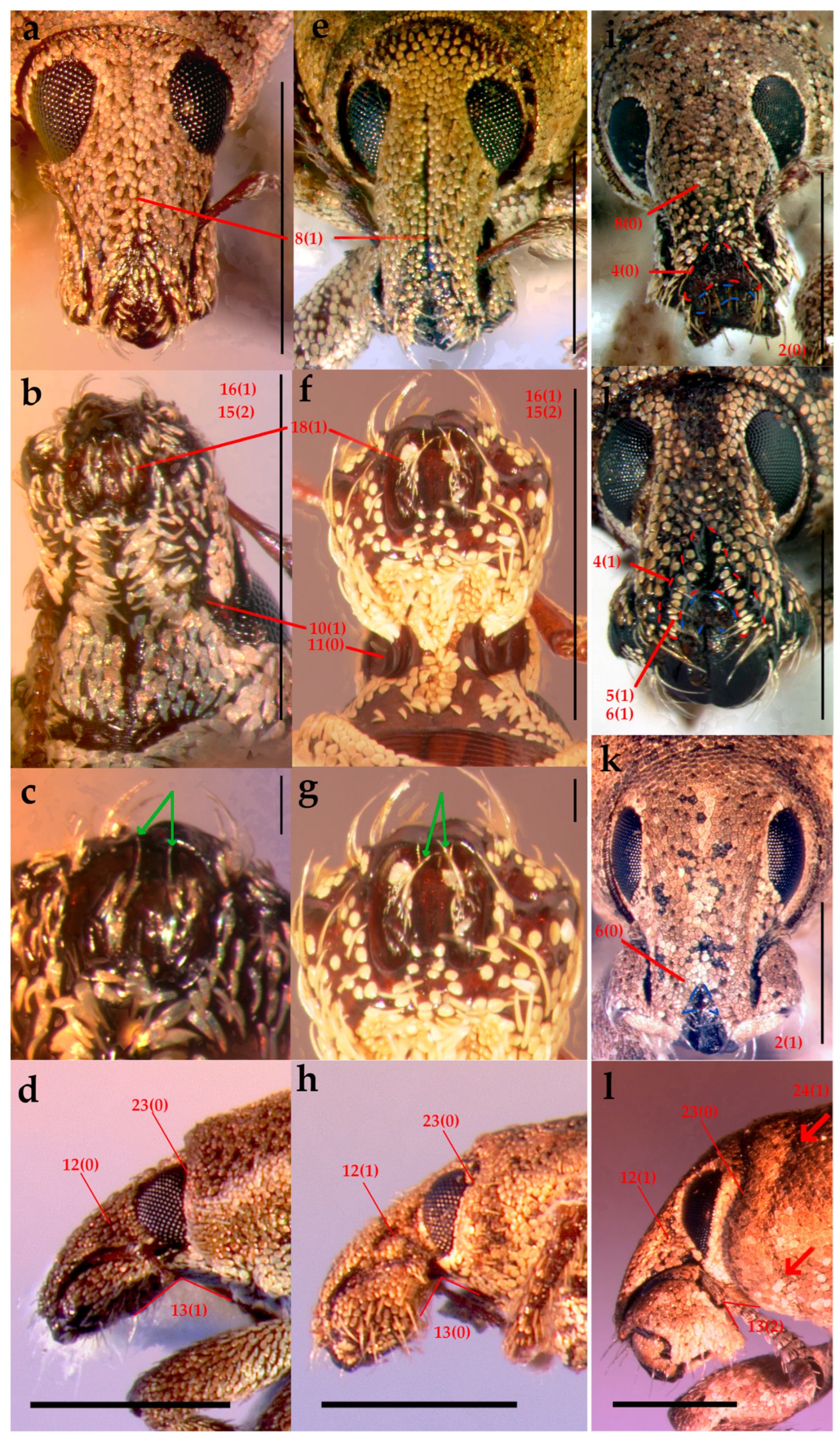 Taxonomic Revision of the South American Genus Eudius and First ...